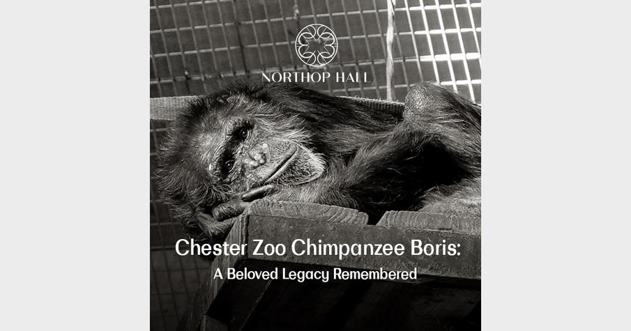Chester Zoo Chimpanzee Boris: A Beloved Legacy Remembered