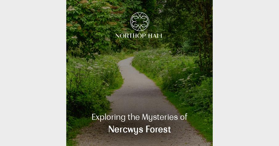 Exploring the Mysteries of Nercwys Forest